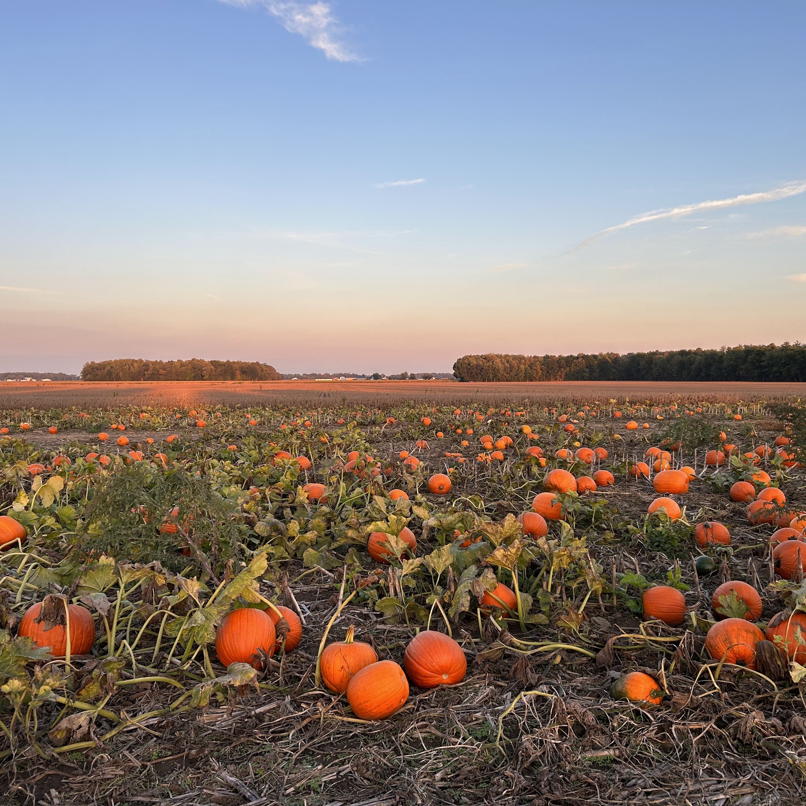 kurtzproduce.com - Farm Fresh Produce & Activities