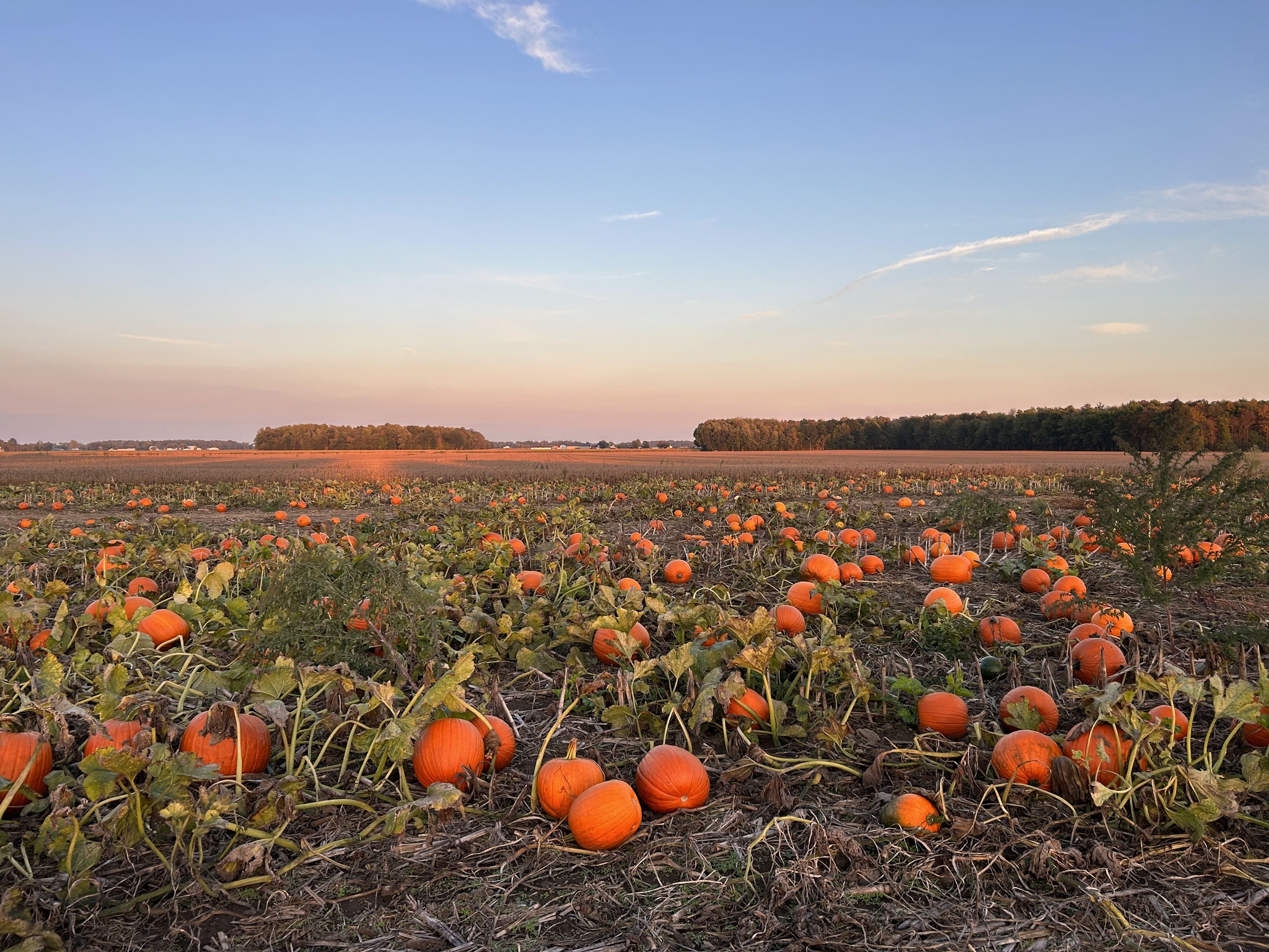 Corn Maze & U-Pick Pumpkin Patch - kurtzproduce.com